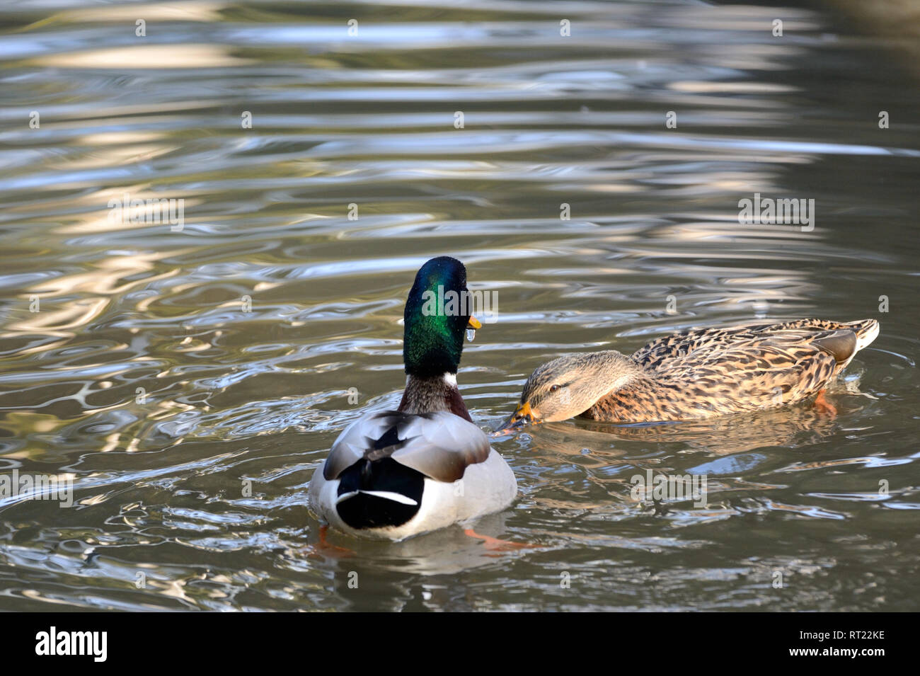 Mating season of mallards hi-res stock photography and images - Alamy