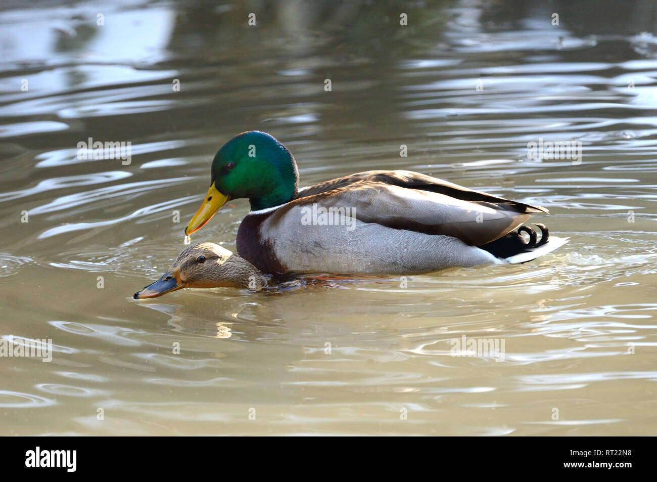 Mating season of mallards hi-res stock photography and images - Alamy