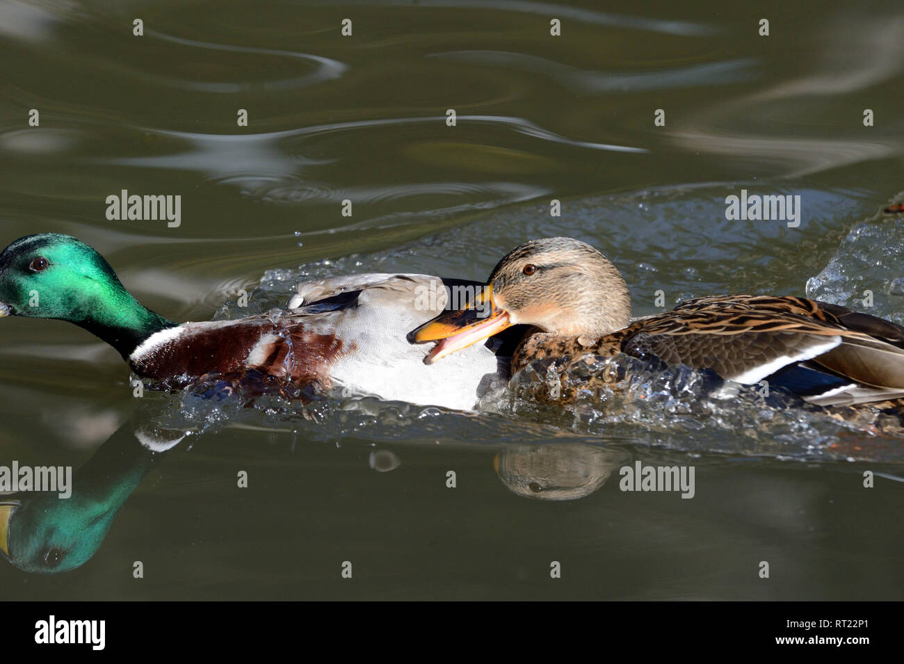 Anas platyrhynchos, duck, ducks, duck's bird, Gründelenten, mating ...