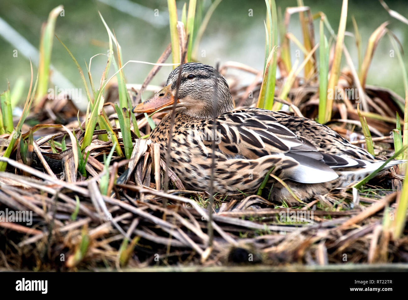 Anas platyrhynchos, hatching, breeding mallard, duck, ducks, duck's ...