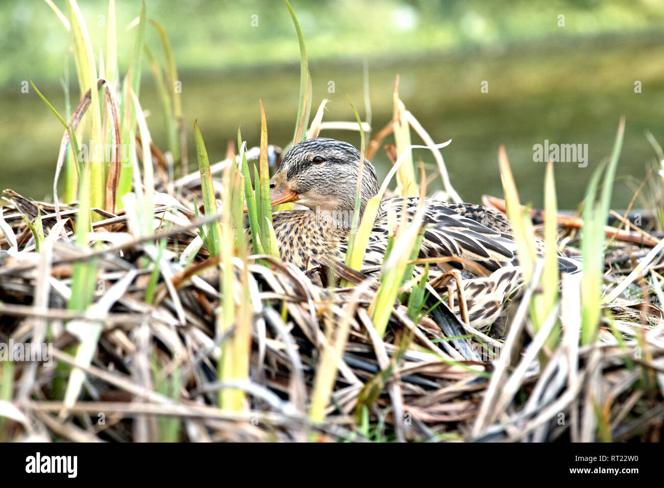 Anas platyrhynchos, hatching, breeding mallard, duck, ducks, duck's ...