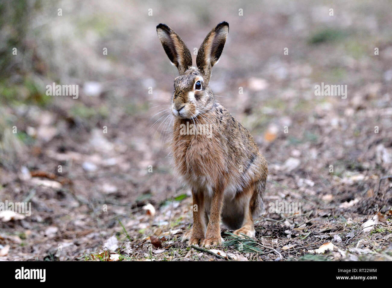 The crooked, field hare, field hare, free living person animals, hare ...
