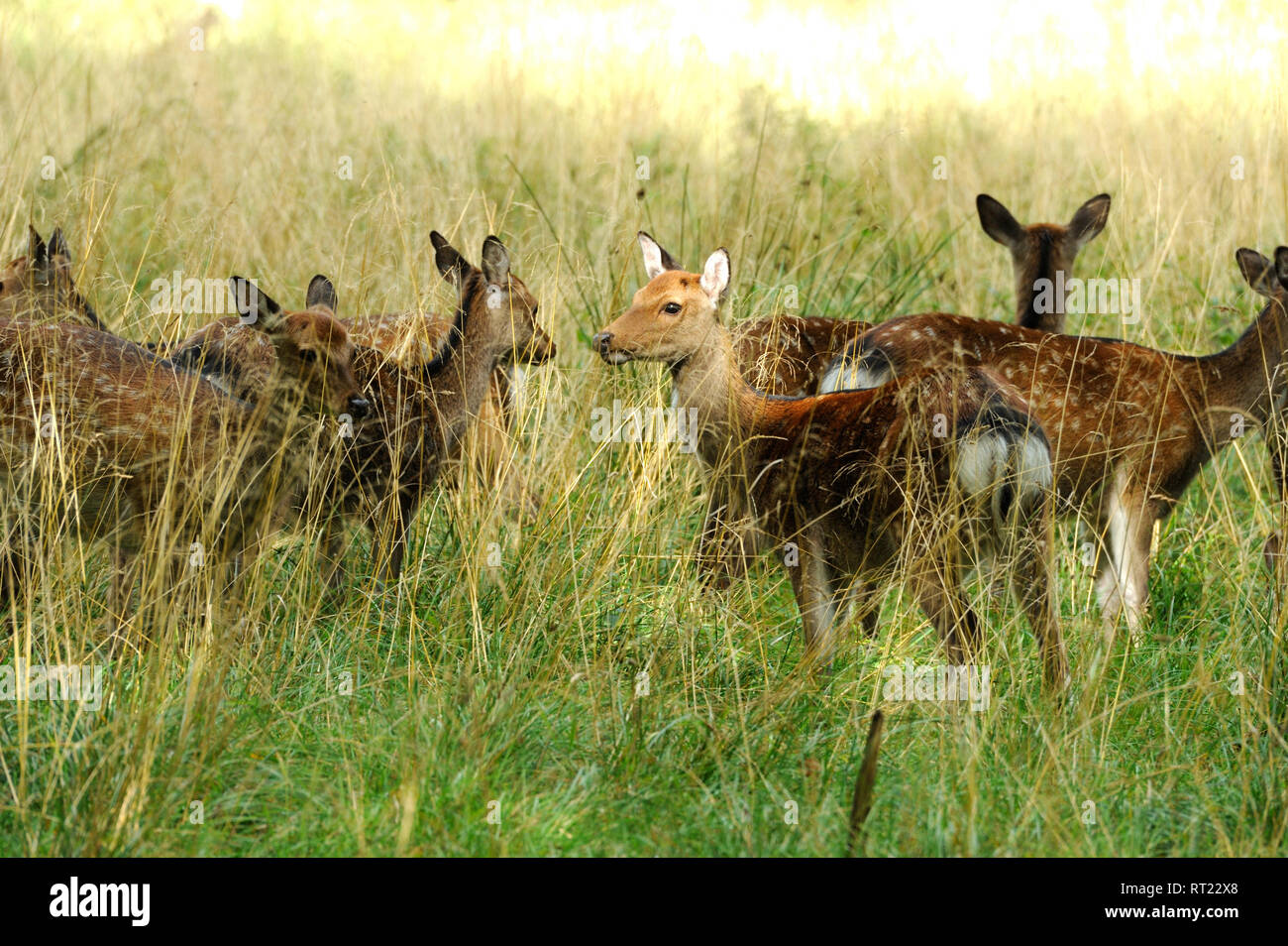 Asian deer, Asian deer, Cervus nippon, deer, deer, Sika, Sikahirsche ...