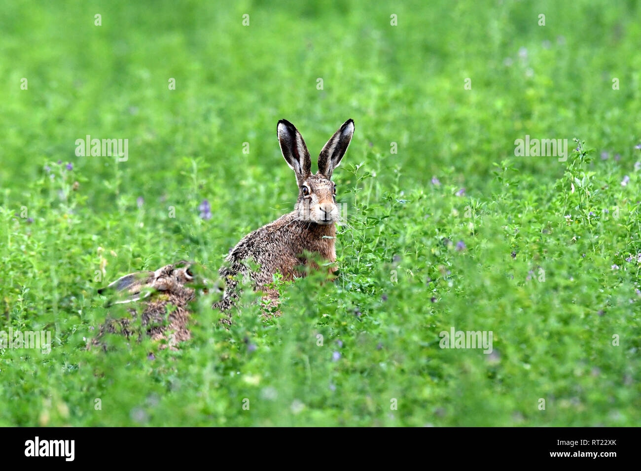 The crooked, field hare, field hare, free living person animals, hare ...