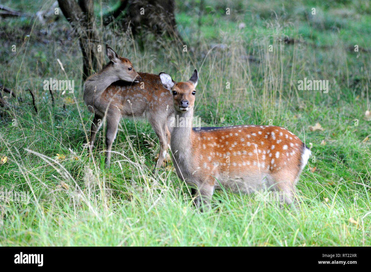 Asian deer, Asian deer, Cervus nippon, deer, deer, Sika, Sikahirsche ...