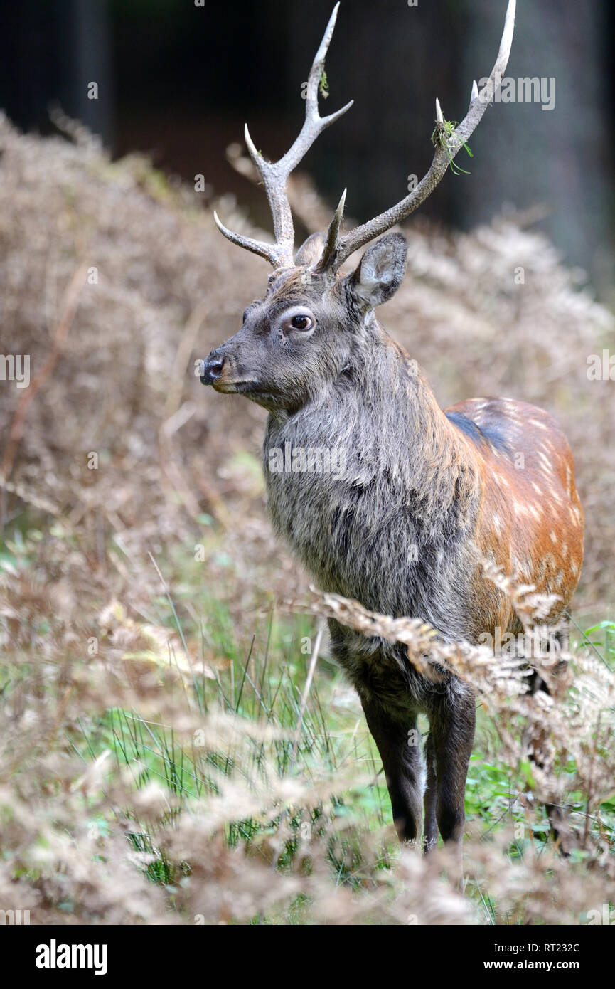 Asian deer, Asian deer, rutting season of the Sikahirsche, Cerviden ...