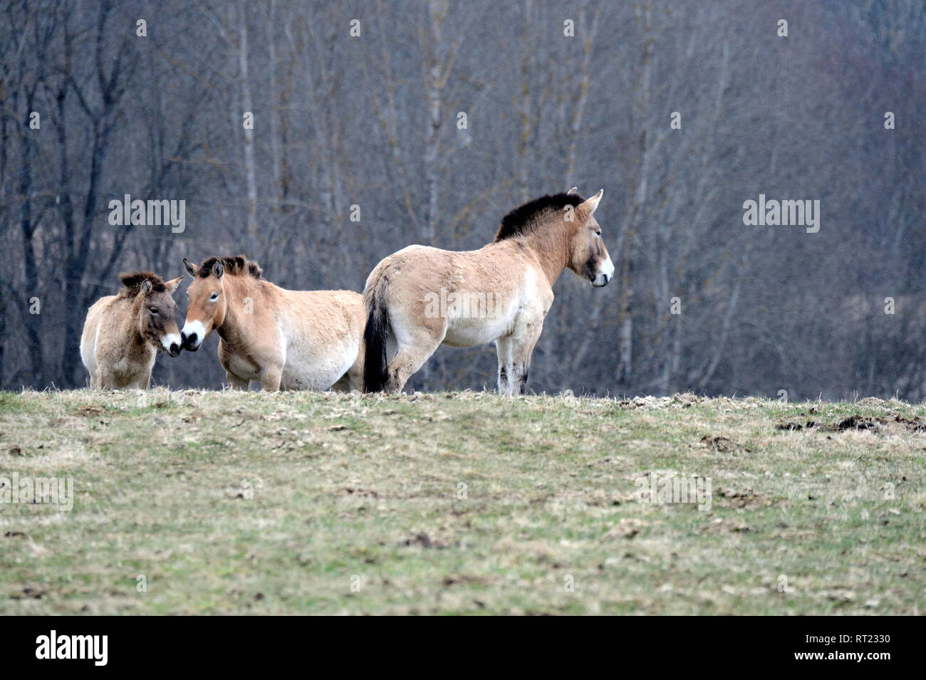 Equus przewalski, Przewalski, Przewalski horse, uncloven-hoofed animal ...