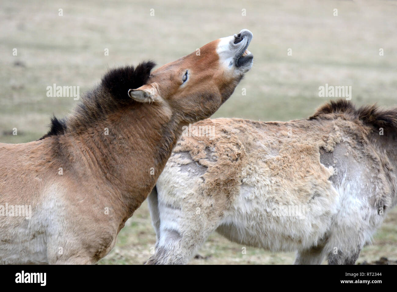 Uncloven hoofed animal hi-res stock photography and images - Alamy