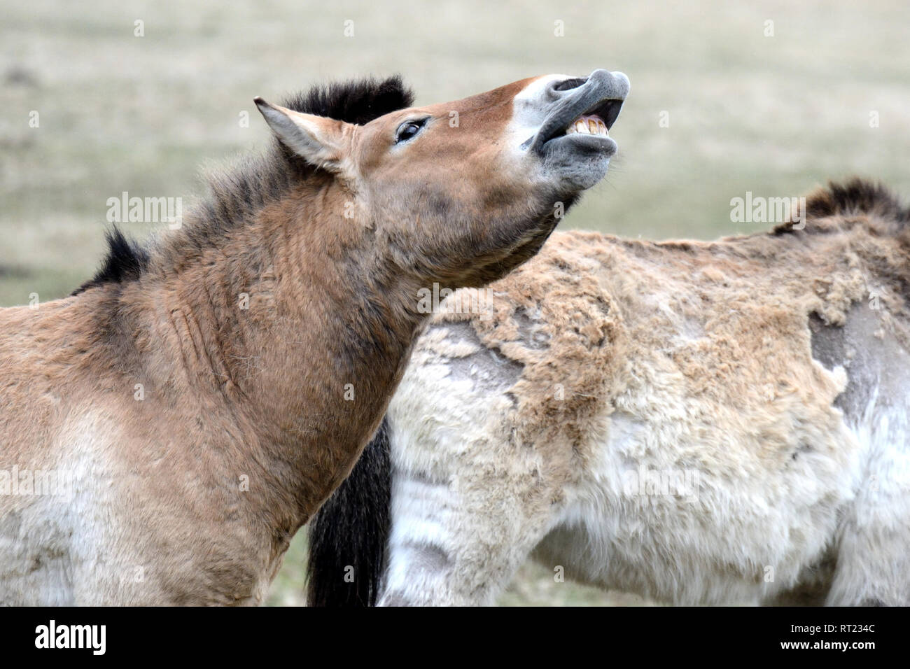 Equus przewalski, Przewalski, Przewalski horse, uncloven-hoofed animal ...