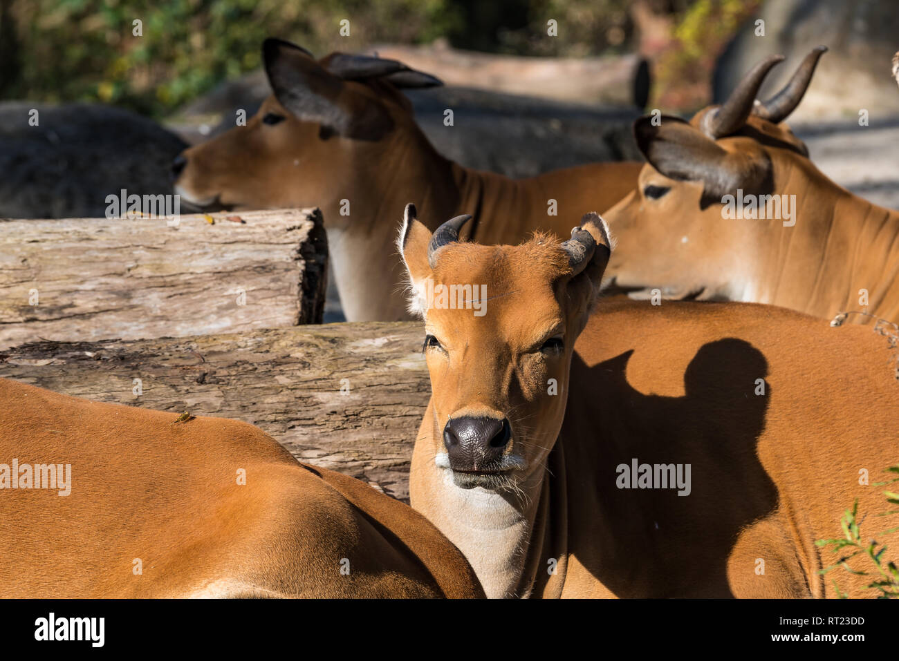 Banteng, Bos javanicus or Red Bull It is a type of wild cattle But ...