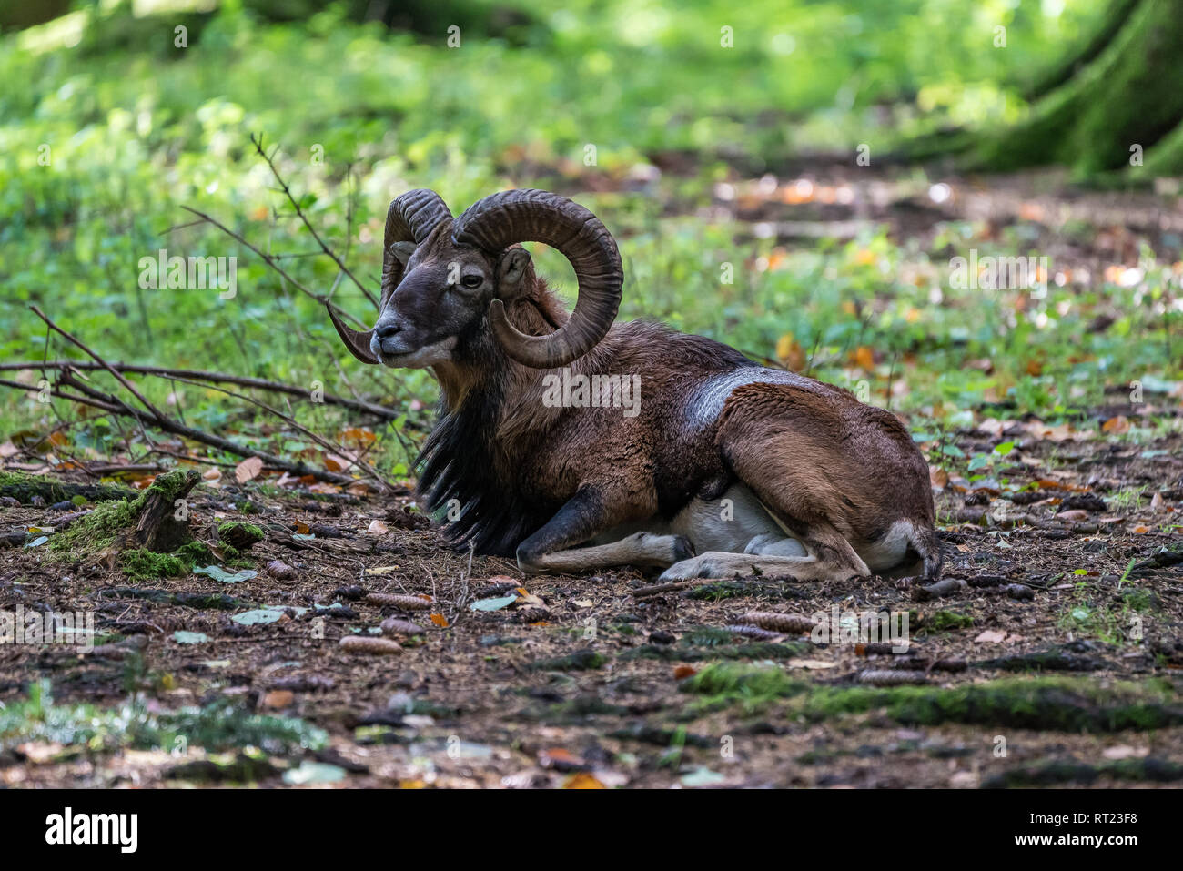 The European mouflon, Ovis orientalis musimon is the westernmost and ...
