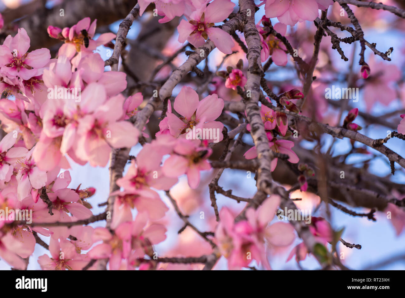 close up of flowering almond trees. Beautiful almond blossom on the ...