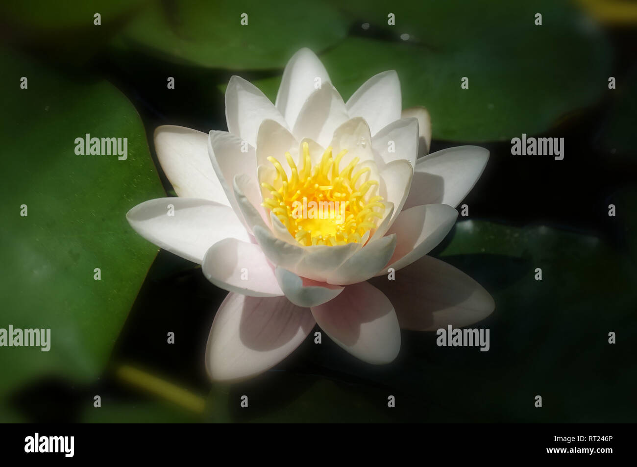 Magic flower. Water lily in the old pond Stock Photo - Alamy