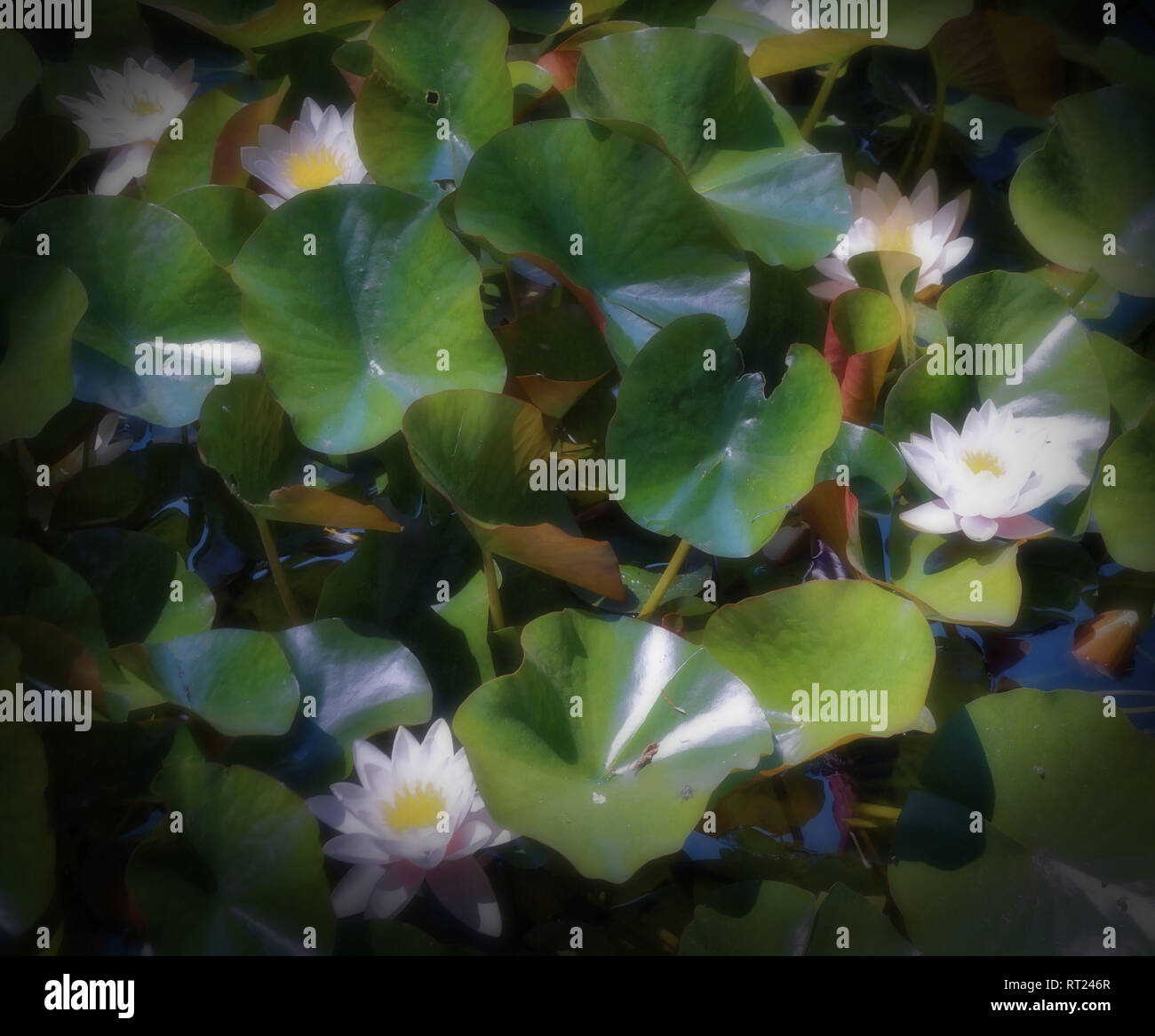 Clourful flower hi-res stock photography and images - Alamy