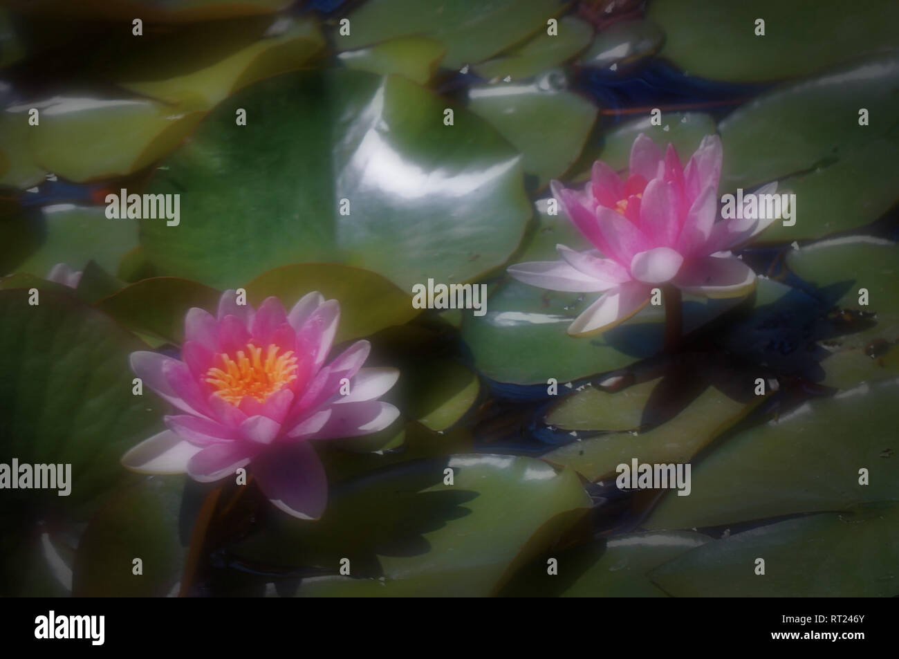 Pond in magic garden hi-res stock photography and images - Alamy