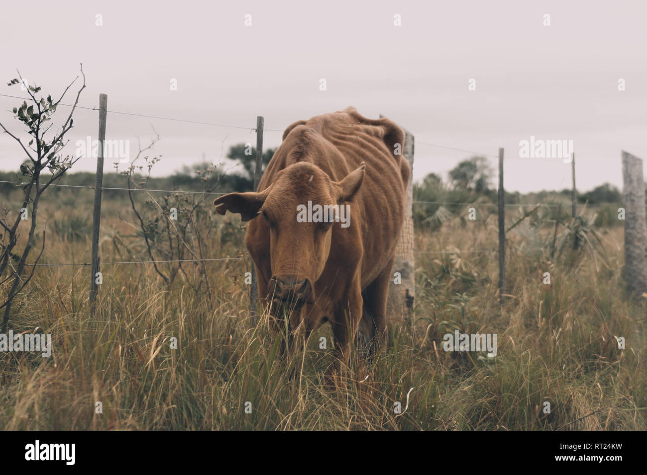 Skinny ribs hi-res stock photography and images - Alamy