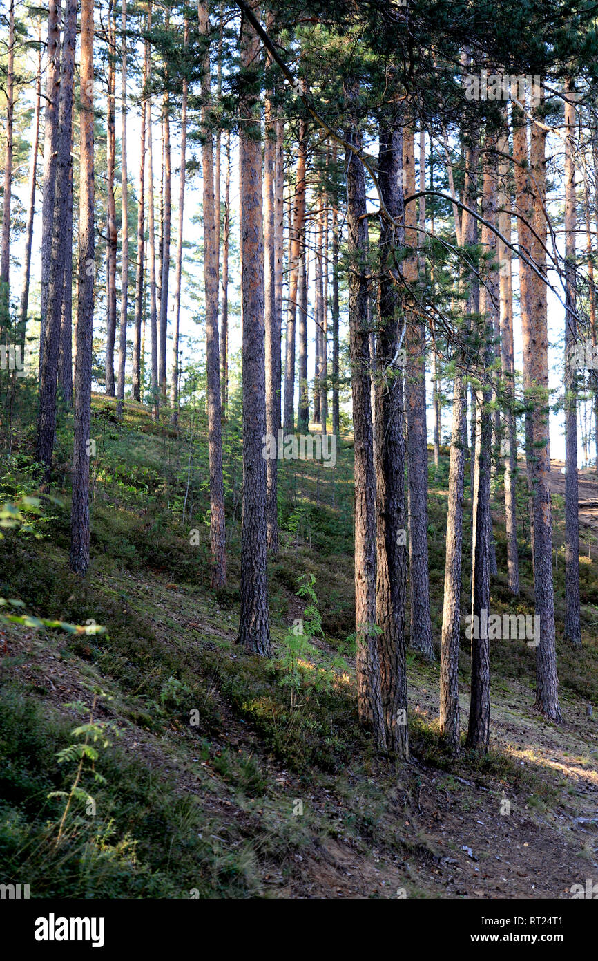Wood slope trees hi-res stock photography and images - Alamy