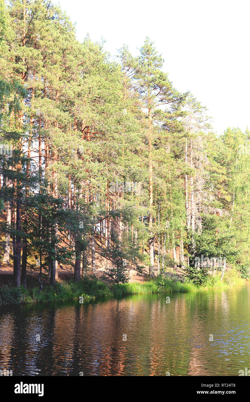Pine forest landscape hi-res stock photography and images - Alamy