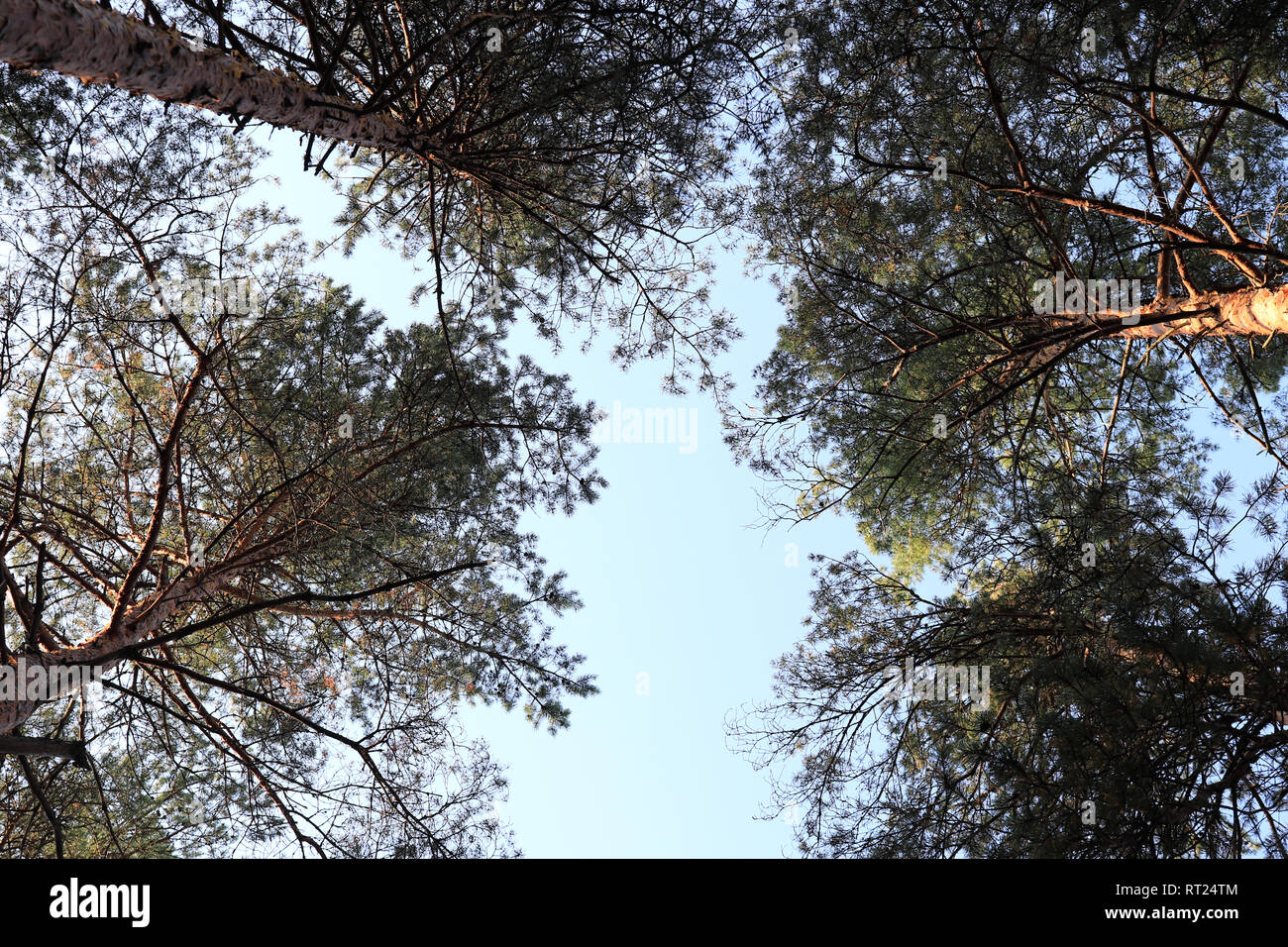 Pine tree tops forest hi-res stock photography and images - Alamy