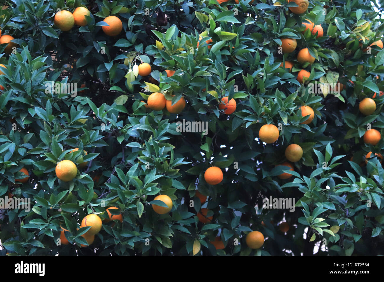 Mandarin texture hi-res stock photography and images - Alamy