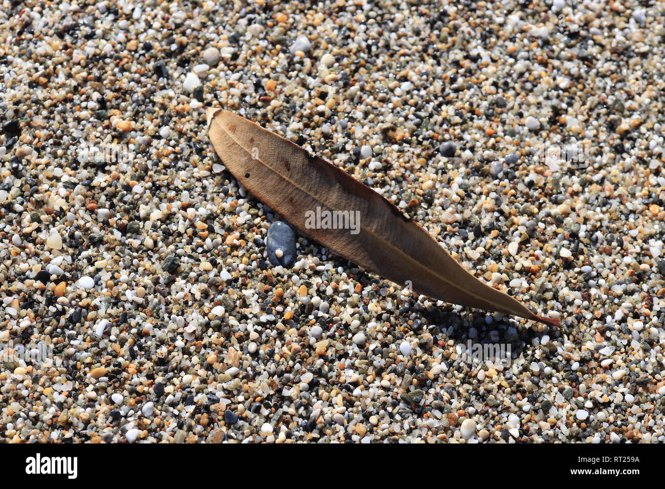 Dry leaf of olive tree lying on the sand Stock Photo - Alamy