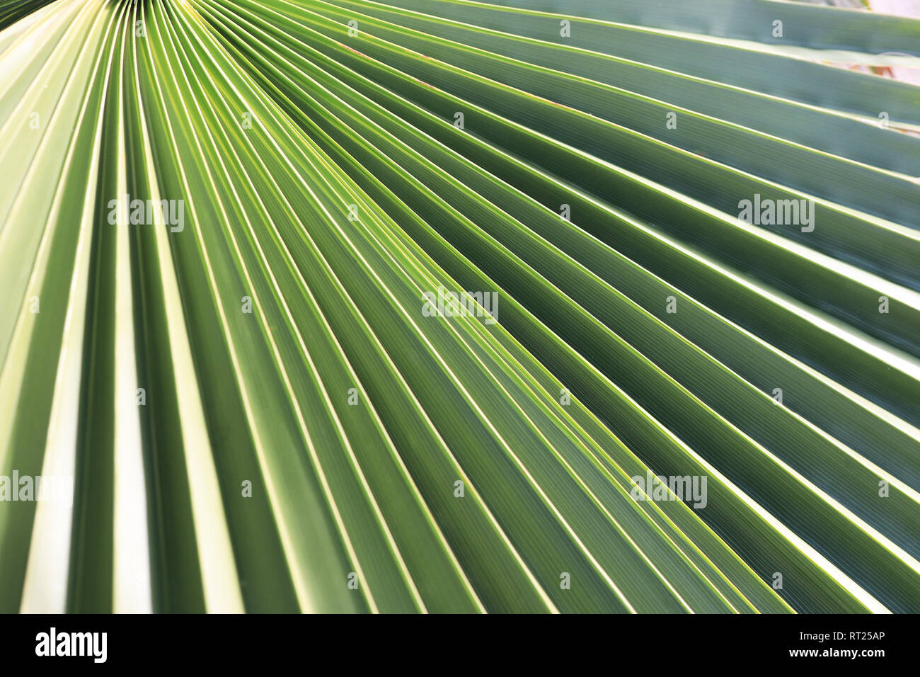 Palm leaf texture. Exotic tree branch background Stock Photo - Alamy