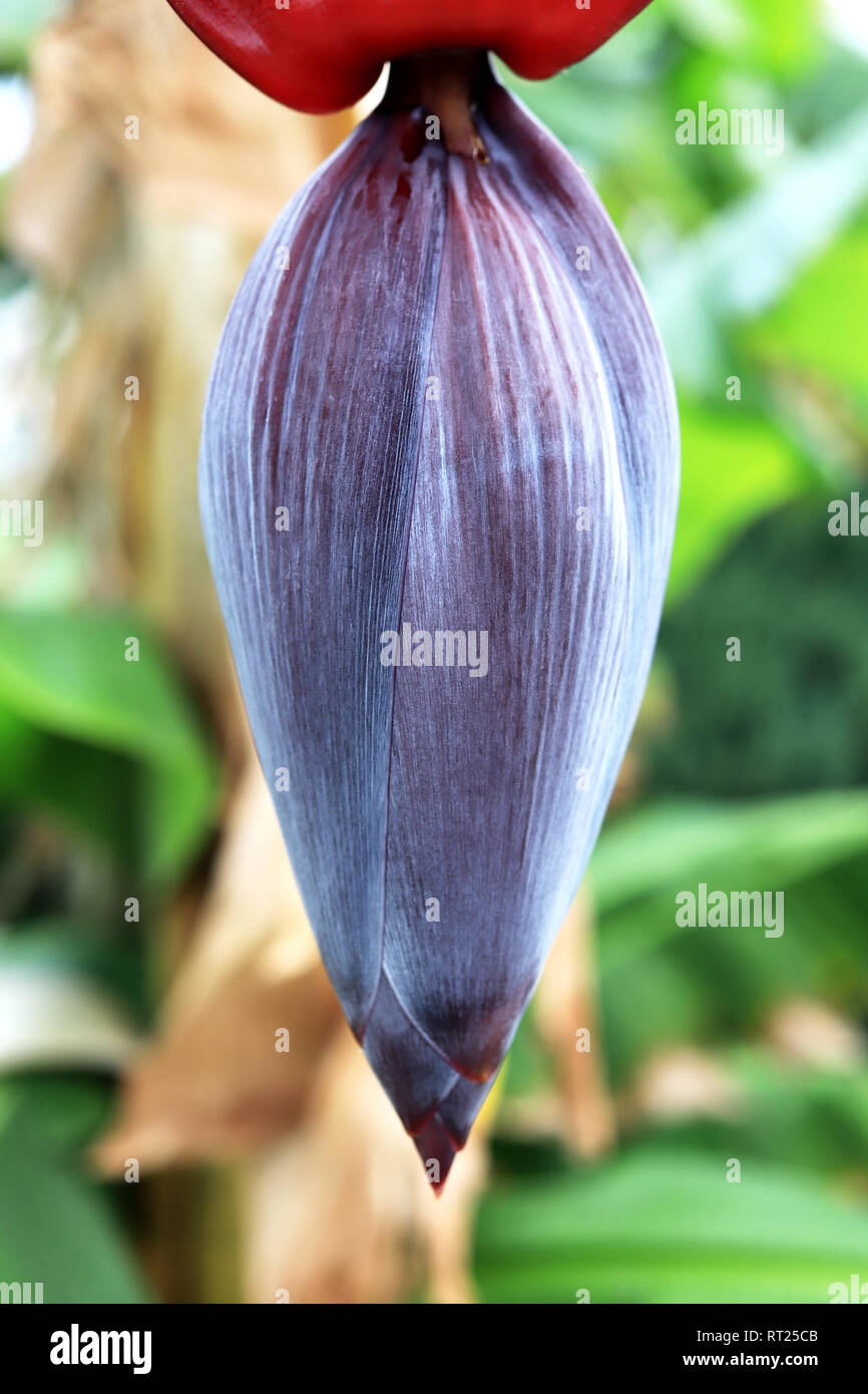 Fetus plant hi-res stock photography and images - Alamy