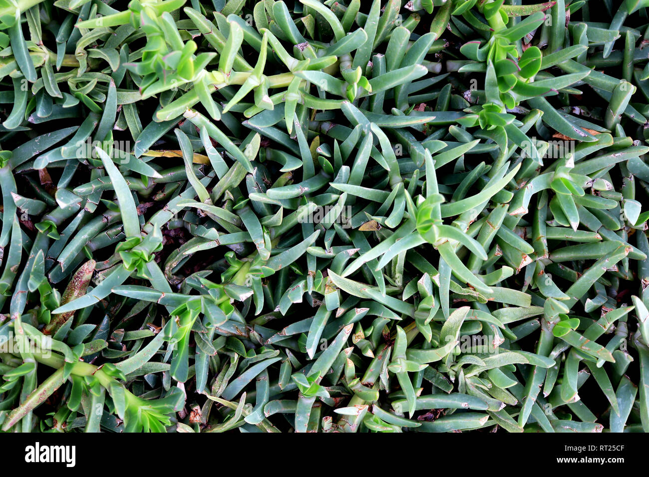 Dense grass hi-res stock photography and images - Alamy