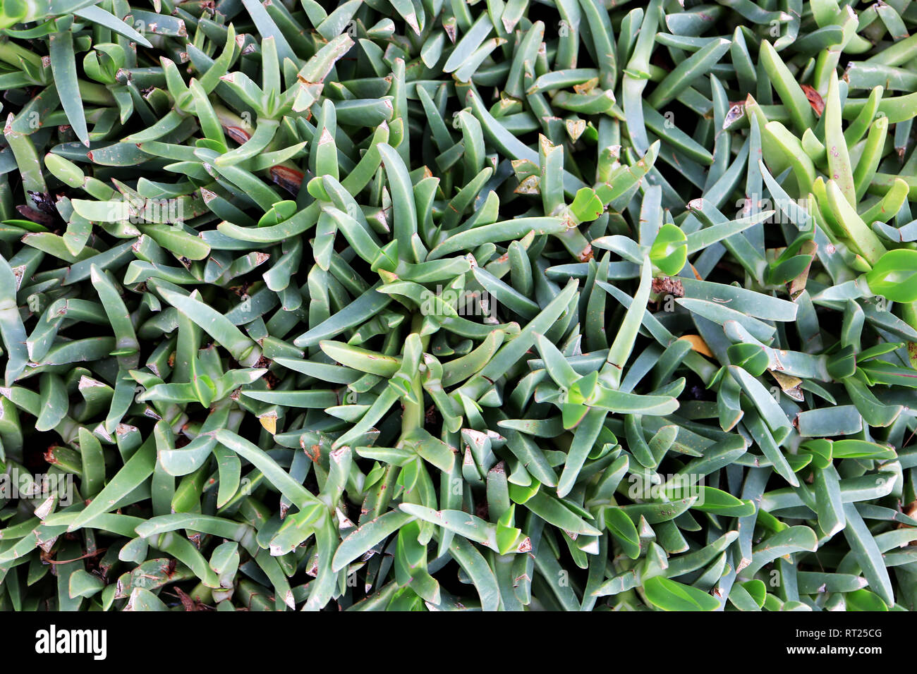 Dense grass hi-res stock photography and images - Alamy