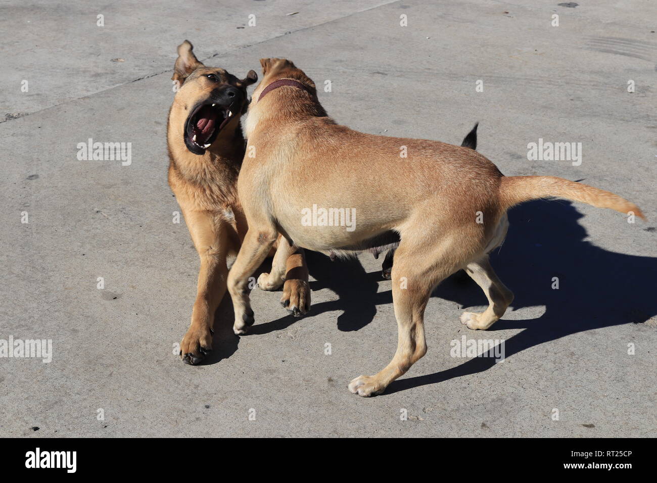 New playing surface hi-res stock photography and images - Alamy