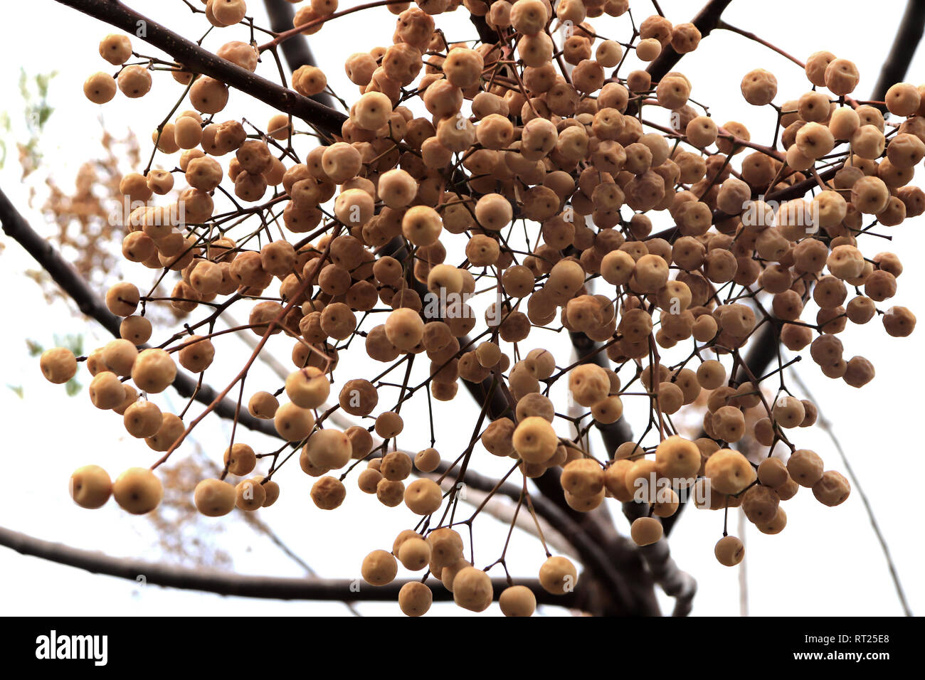 Palm tree cluster hi-res stock photography and images - Alamy