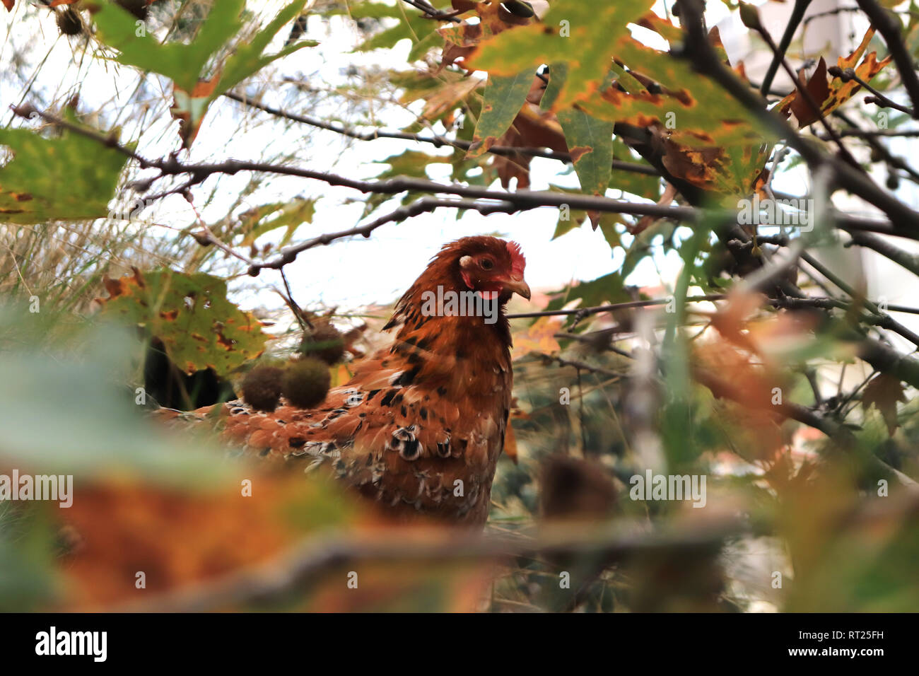 Red calm good chicken in tree branches Stock Photo - Alamy