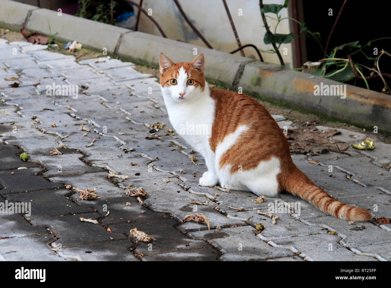 Digital scare hi-res stock photography and images - Alamy