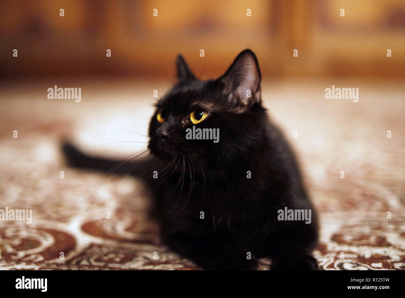 LEGEND OF THE DEMON CAT, (aka KUKAI, aka YAOMAO CHUAN), Demon cat ...