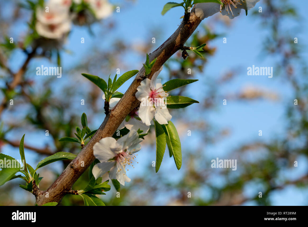 Almond tree blossom in spring time of February and march. Almonds for ...