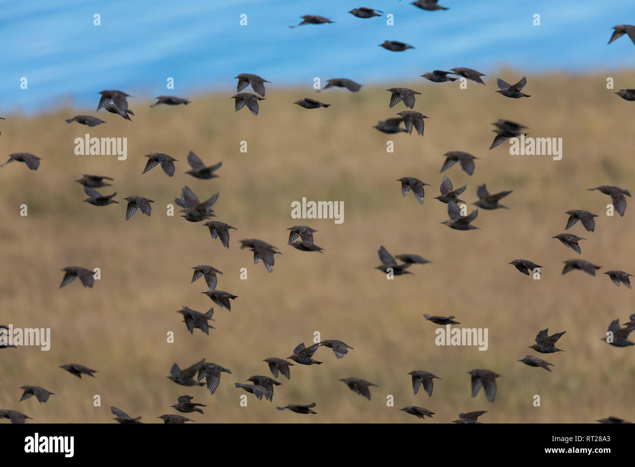 Star sturnus vulgaris stare schwarm hi-res stock photography and images ...