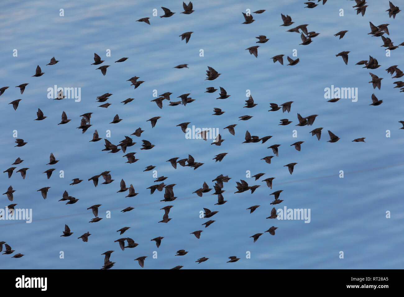Star sturnus vulgaris stare schwarm hi-res stock photography and images ...