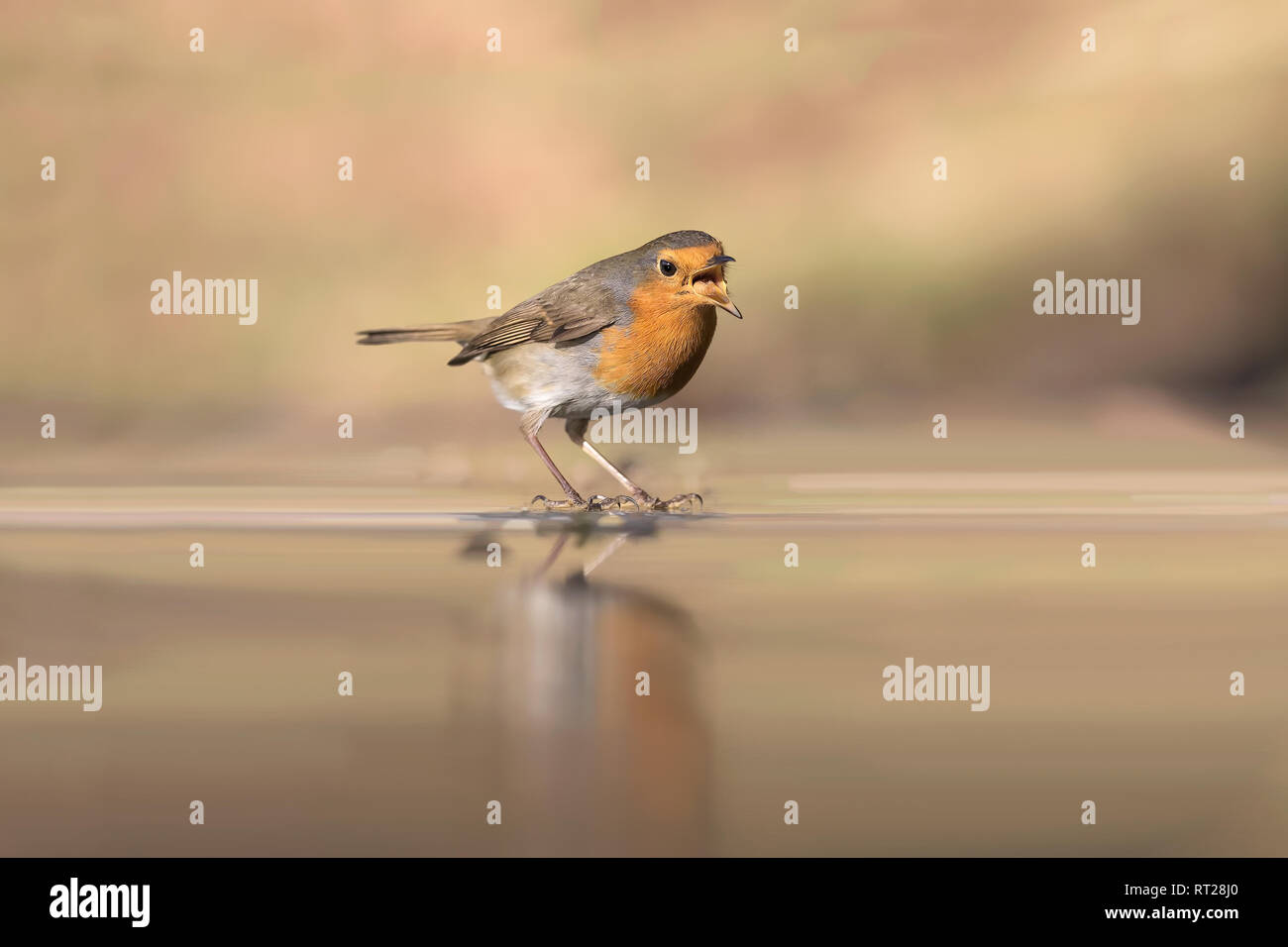 Beautiful nature, the European red robin over icy river Stock Photo - Alamy