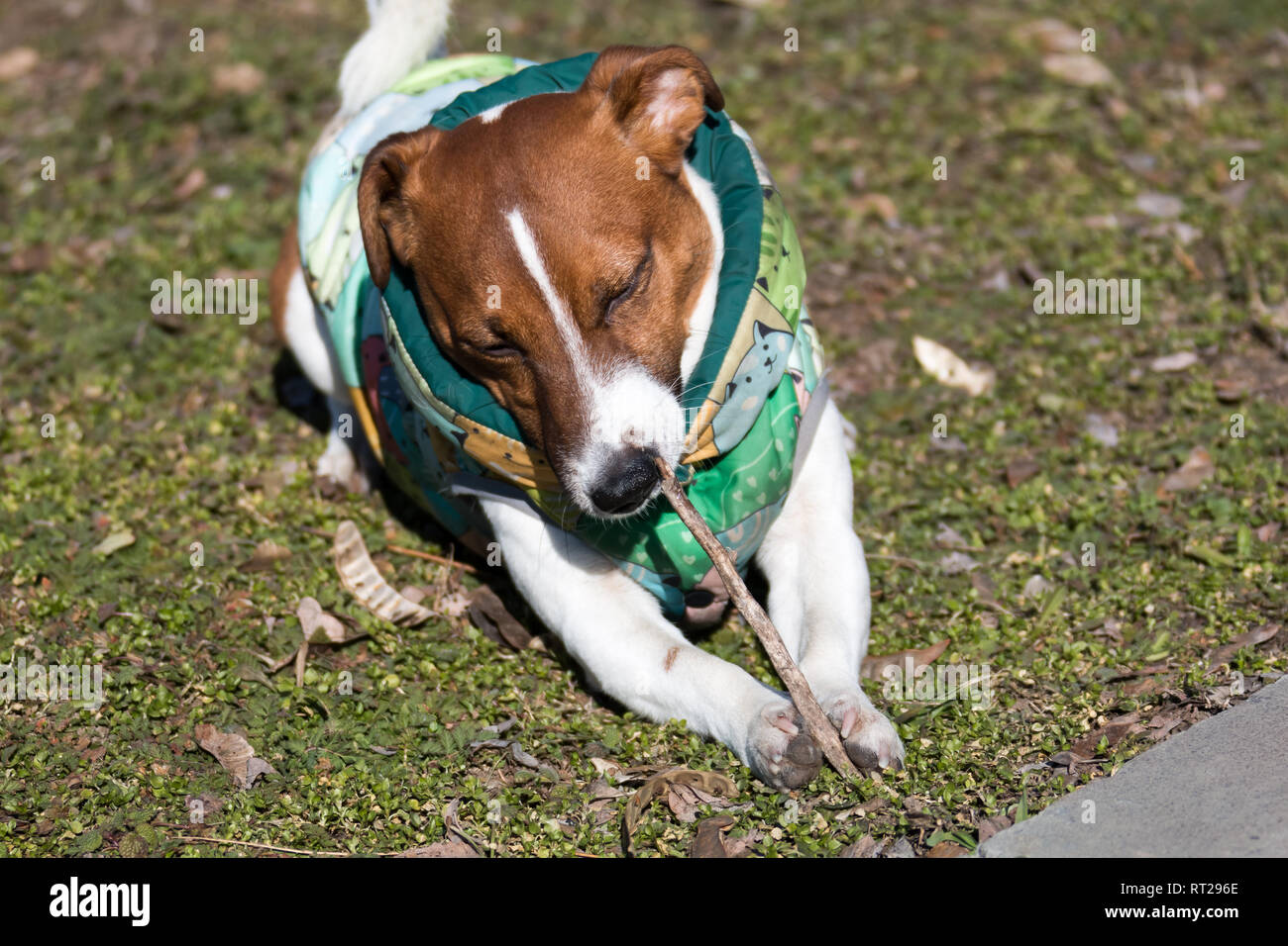 Beach frolics hi-res stock photography and images - Alamy