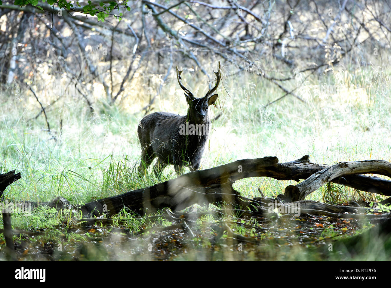 Asian deer, Asian deer, Cervus nippon, deer, deer, Sika, Sikahirsche ...