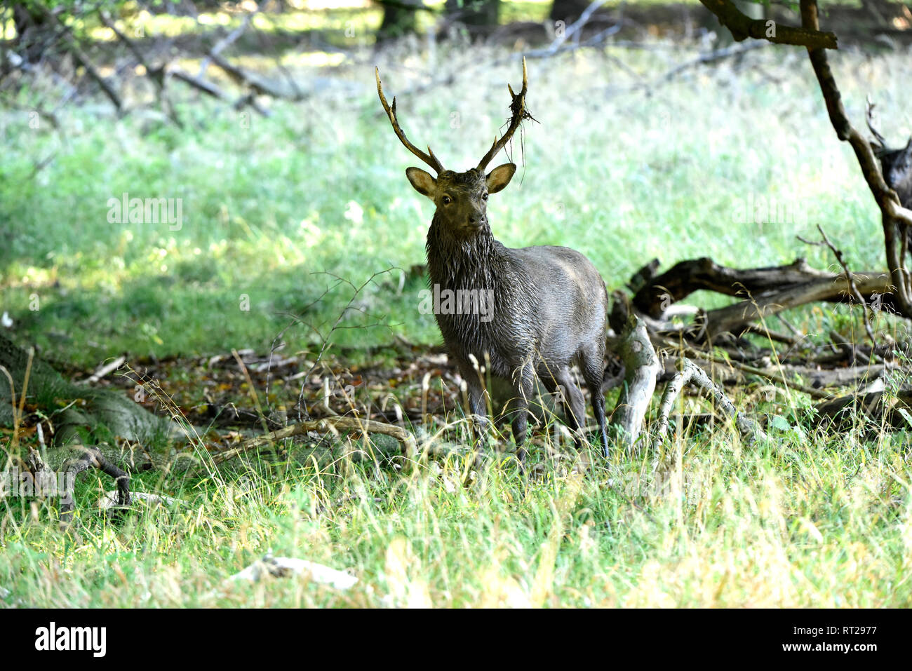 Asian deer, Asian deer, Cervus nippon, deer, deer, Sika, Sikahirsche ...