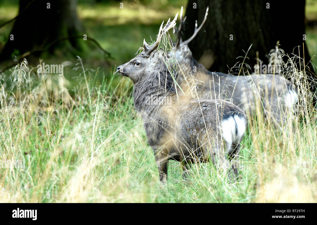 Asian deer, Asian deer, Cervus nippon, deer, deer, Sika, Sikahirsche ...