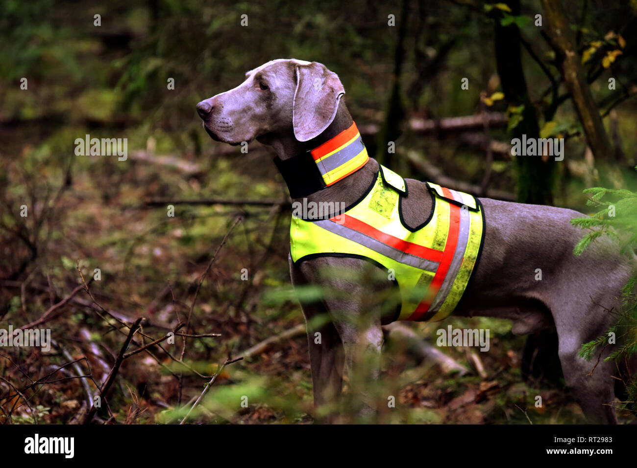 Autumnal driven hunt for red deer hi-res stock photography and images ...