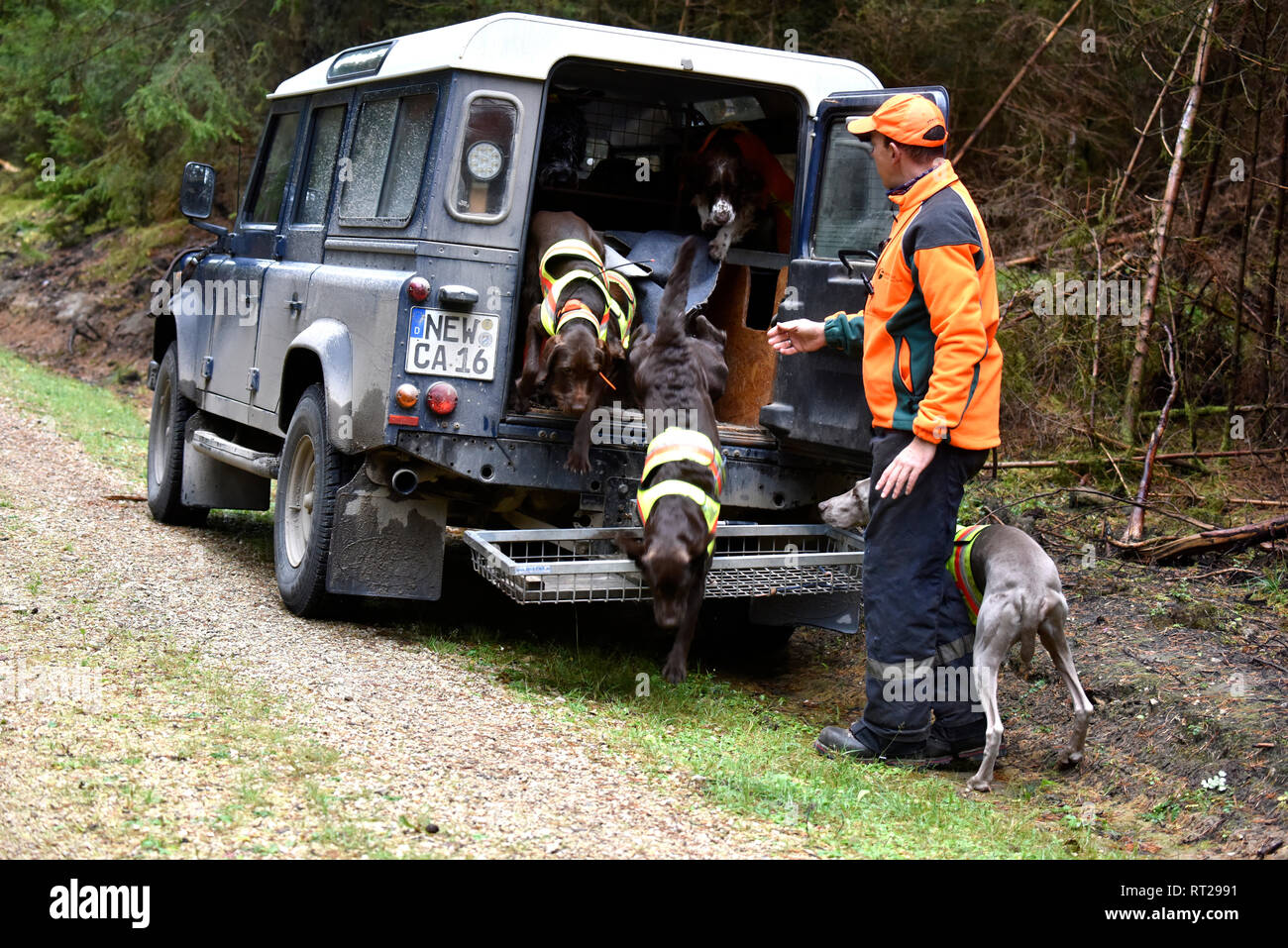 Autumnal driven hunt for red deer hi-res stock photography and images ...