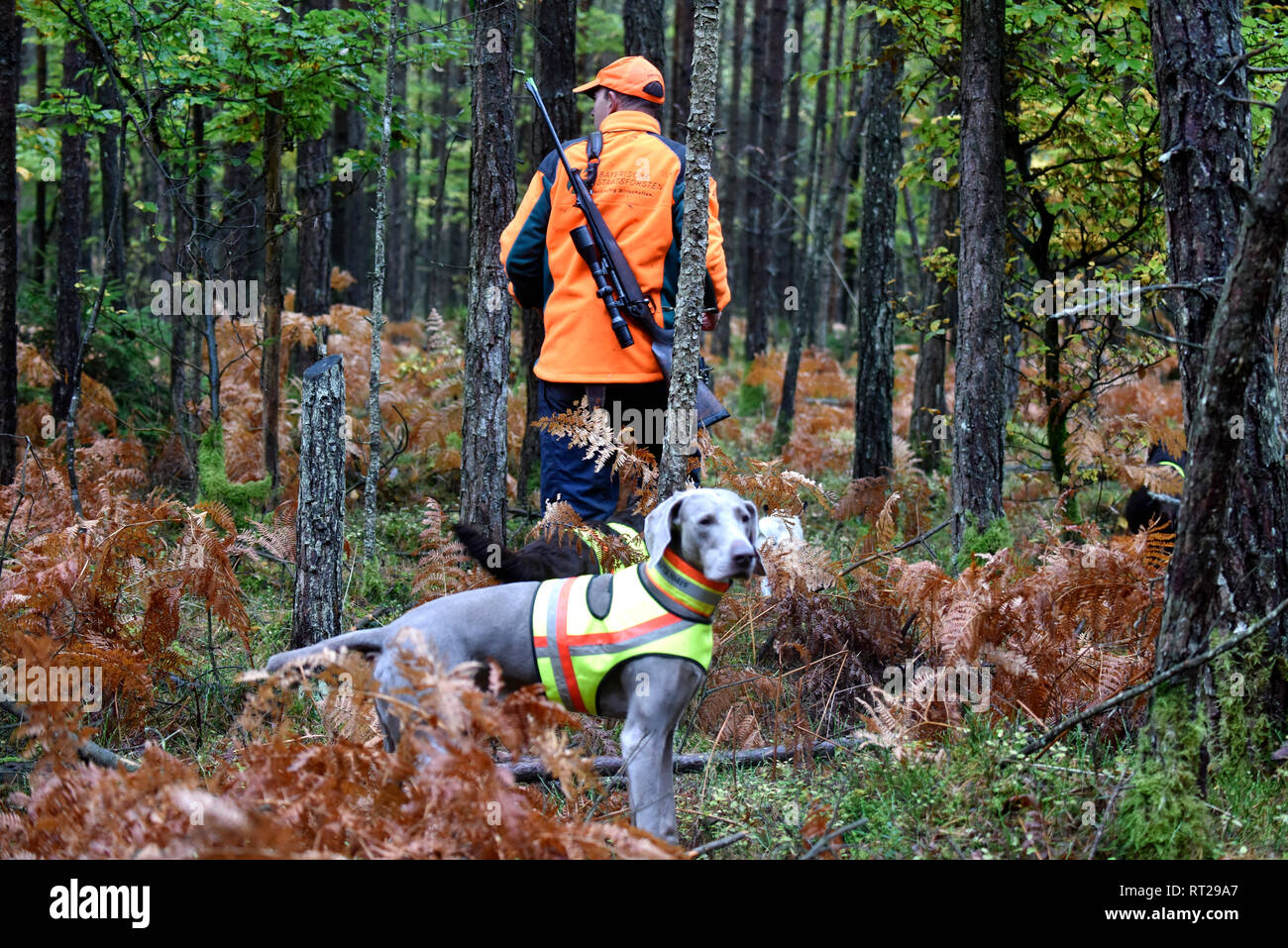 Autumnal driven hunt for red deer hi-res stock photography and images ...