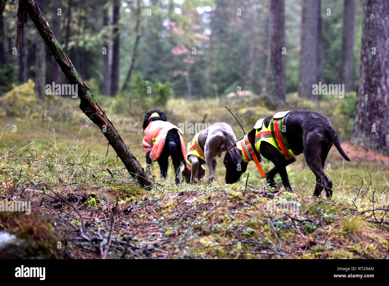 driven hunt, party hunting, autumn hunt, autumnal hunt, big game hunt ...