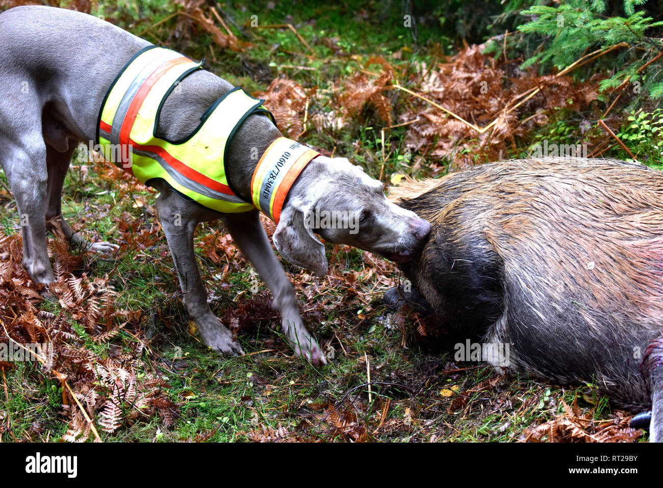 driven hunt, party hunting, autumn hunt, autumnal hunt, big game hunt ...