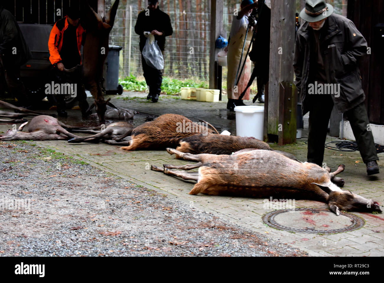 driven hunt, party hunting, autumn hunt, autumnal hunt, big game hunt ...