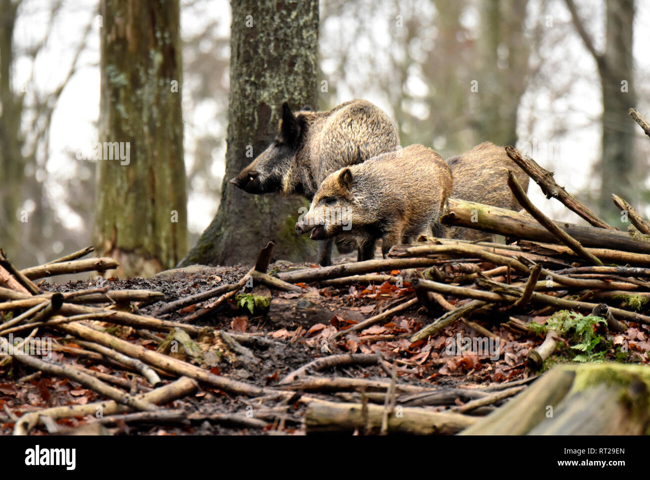 Pigs, beech mast, beech forest, real pigs, cloven-hoofed animals, sow ...