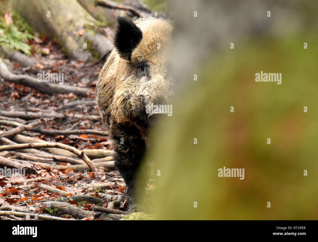 Pigs, beech mast, beech forest, real pigs, cloven-hoofed animals, sow ...